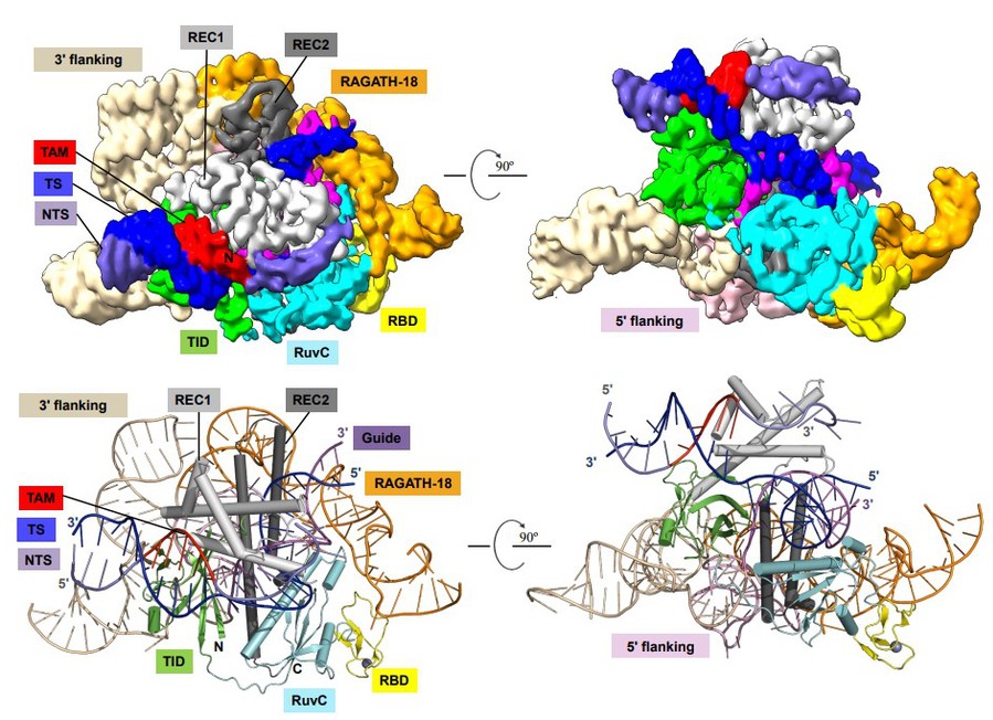 黄志伟课题组发现新的RNA引导DNA内切酶家族 为基因编辑提供新的酶工程模板