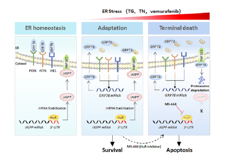 胡颖教授课题组在终末期UPR调控肿瘤耐药的分子机制研究中取得重要进展